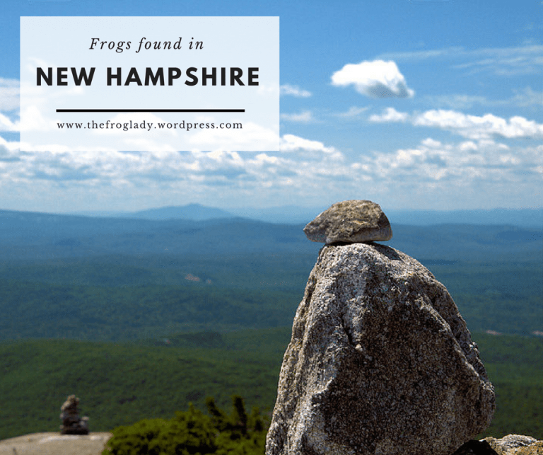 New Hampshire Frogs and Toads – The Frog Lady
