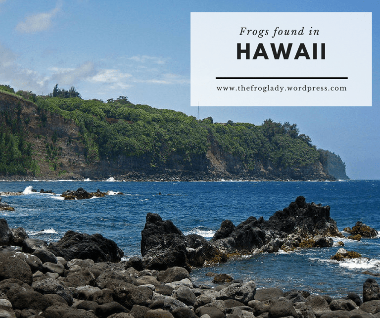 Hawaii Frogs and Toads – The Frog Lady