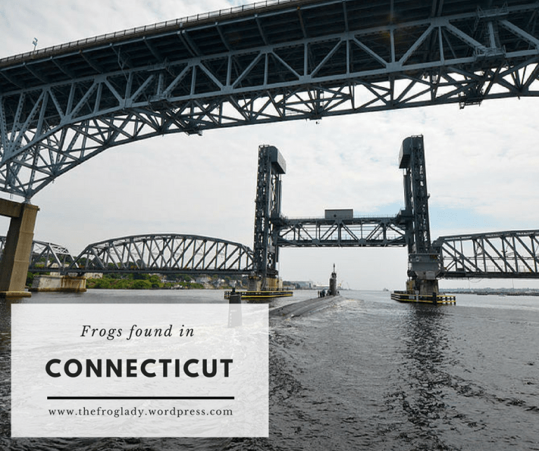 Connecticut Frogs and Toads – The Frog Lady