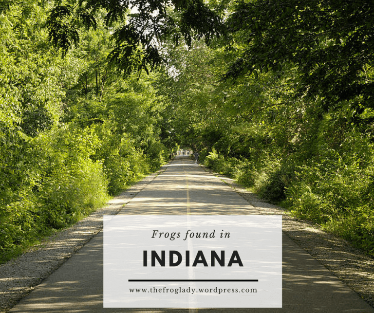 Frogs and Toads of Indiana – The Frog Lady