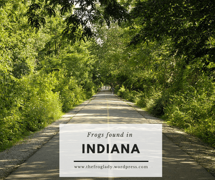 Frogs and Toads of Indiana – The Frog Lady