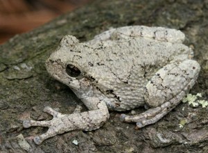 West Virginia Frogs and Toads – The Frog Lady