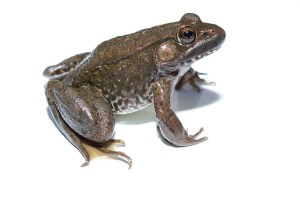 Michigan Frogs and Toads – The Frog Lady