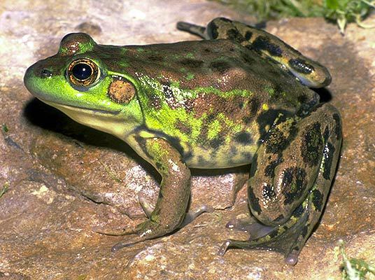 New Hampshire Frogs and Toads – The Frog Lady