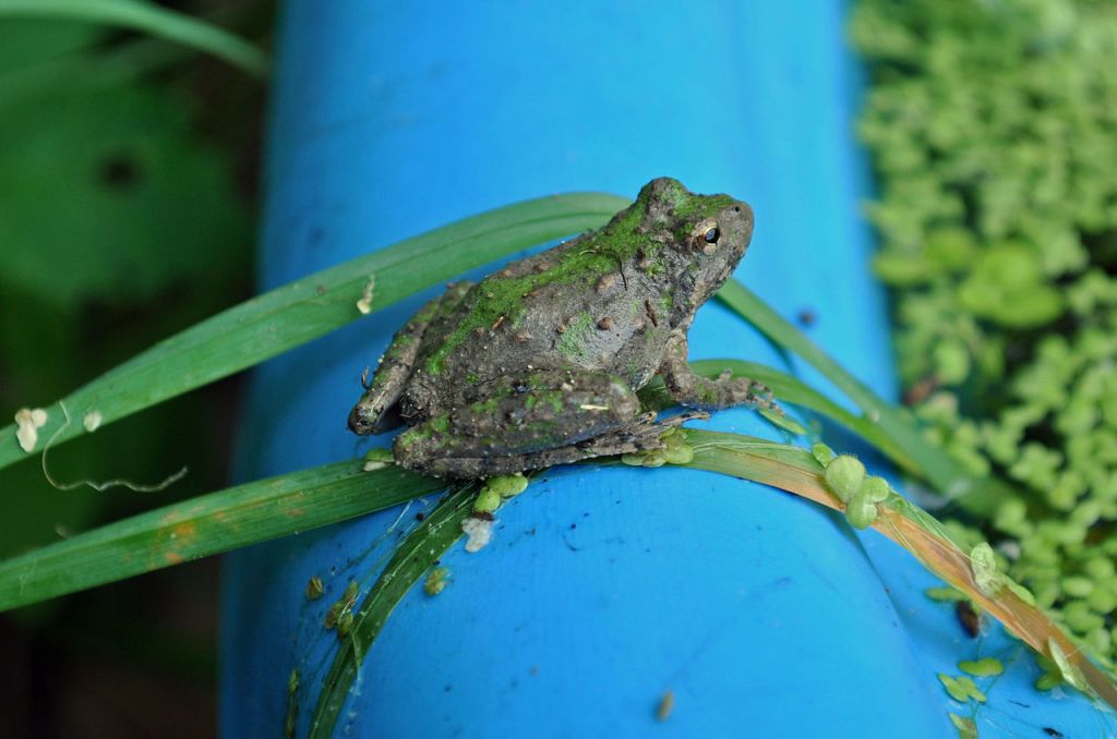 Frogs and Toads of South Dakota – The Frog Lady