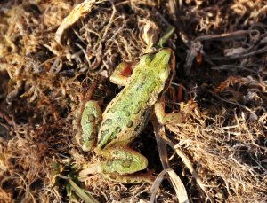 Vermont Frogs and Toads – The Frog Lady