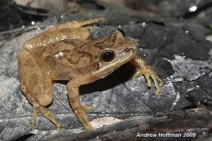 Alabama Frogs and Toads – The Frog Lady