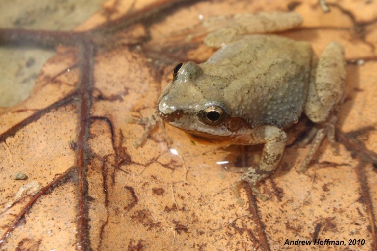 Maryland Frogs and Toads – The Frog Lady