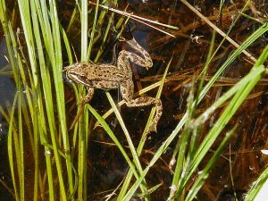 Utah Frogs and Toads – The Frog Lady