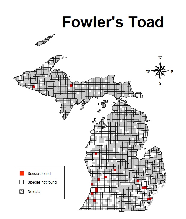 Michigan Frogs and Toads – The Frog Lady
