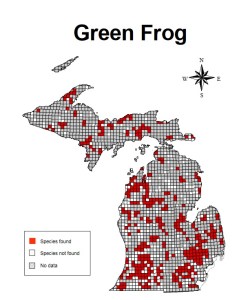 Michigan Frogs and Toads – The Frog Lady