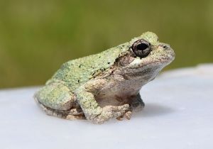 Oklahoma Frogs and Toads – The Frog Lady
