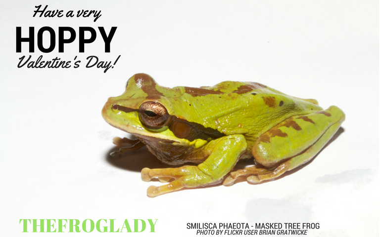 Frog Valentines & FREE Printable – The Frog Lady