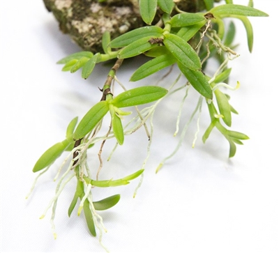 Suitable Terrarium Plants -E – The Frog Lady