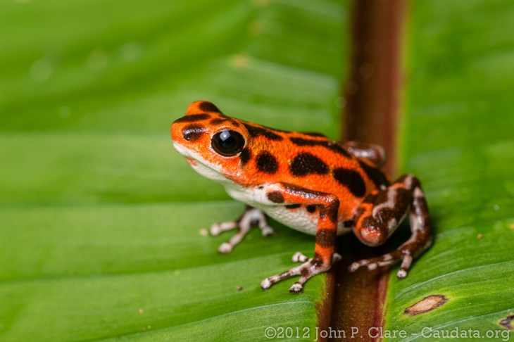 The Frog Lady – Engineer by day; Frogger by night!