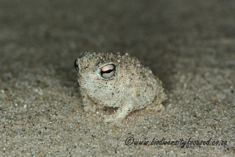 Featured Frog Friday – Breviceps macrops – The Frog Lady