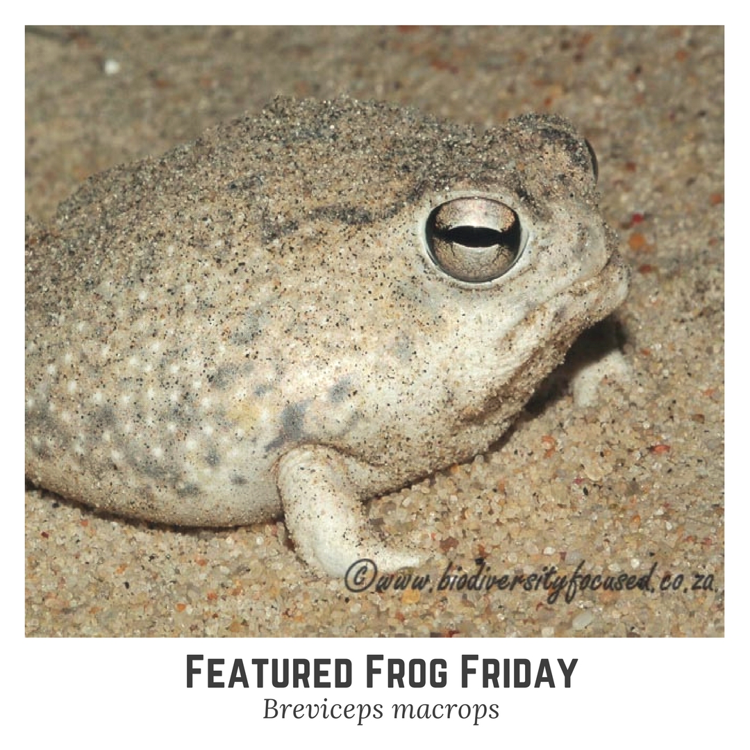 Featured Frog Friday – Breviceps macrops – The Frog Lady