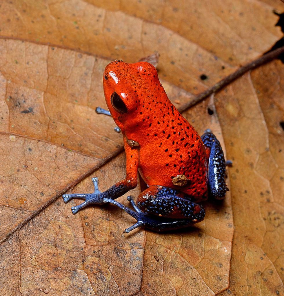 Oophaga pumilio -Morphs within the Hobby – The Frog Lady