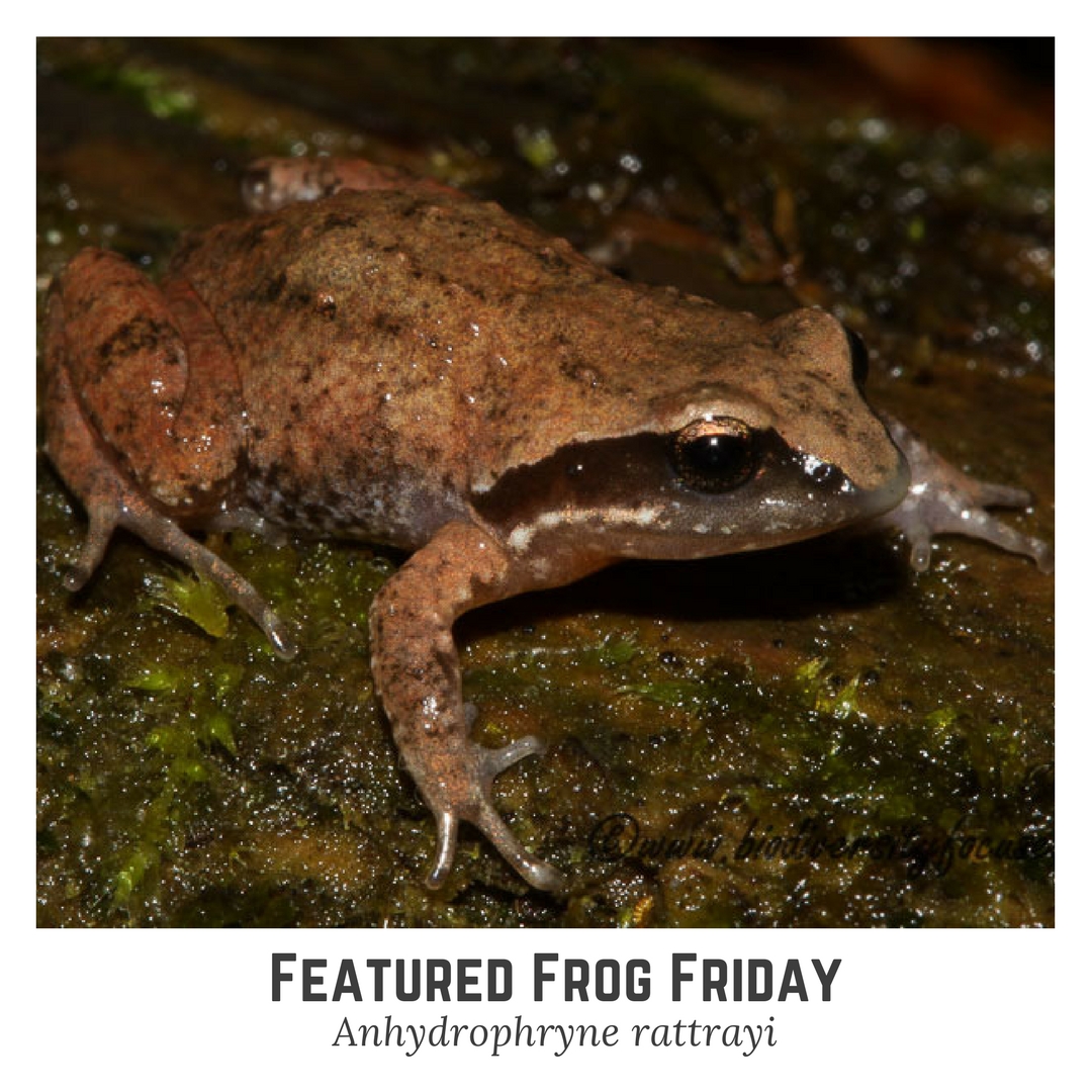 Featured Frog Friday – Anhydrophryne rattrayi – The Frog Lady