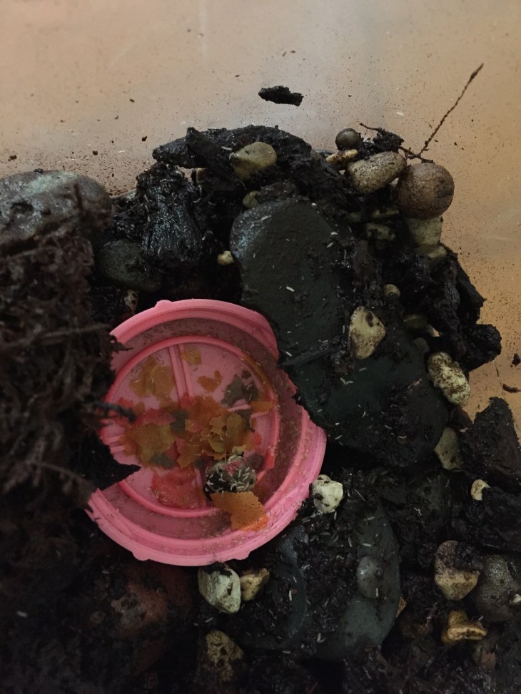 Culturing Springtails – The Frog Lady