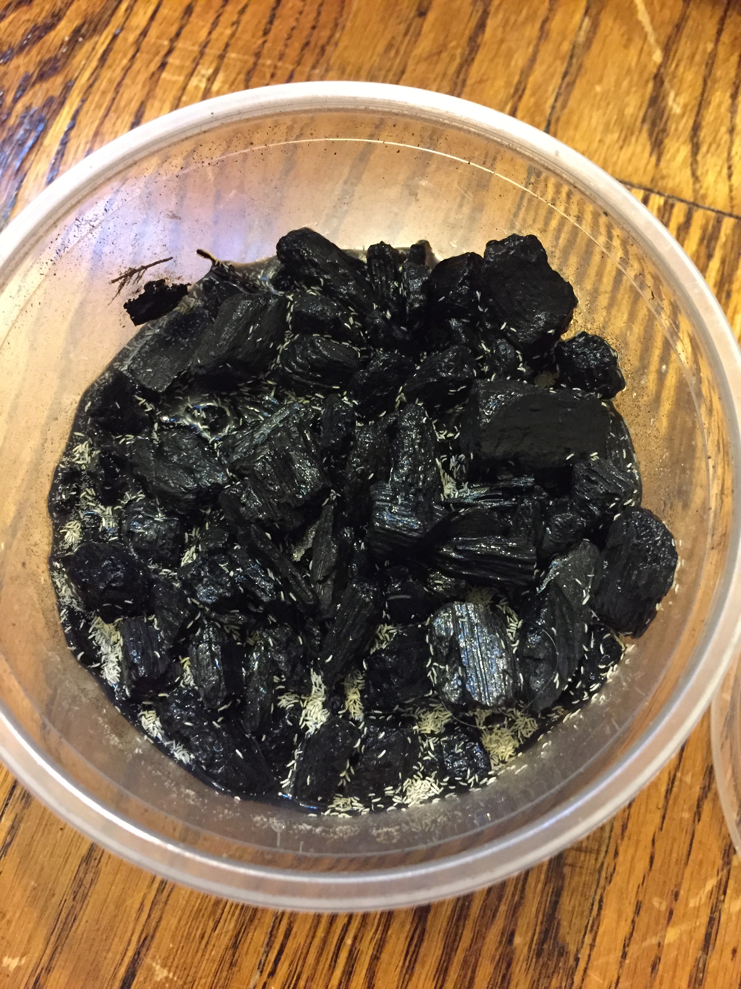 Culturing Springtails – The Frog Lady