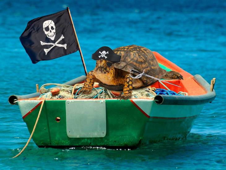 pirate-turtle – The Frog Lady