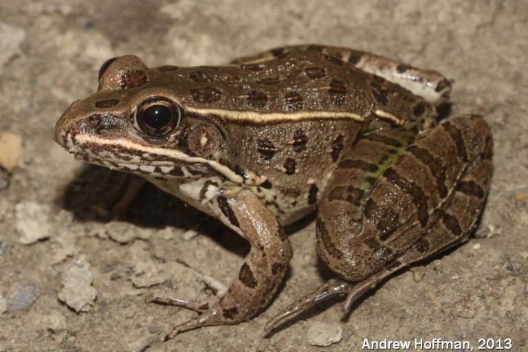 Frogs and Toads of Indiana – The Frog Lady