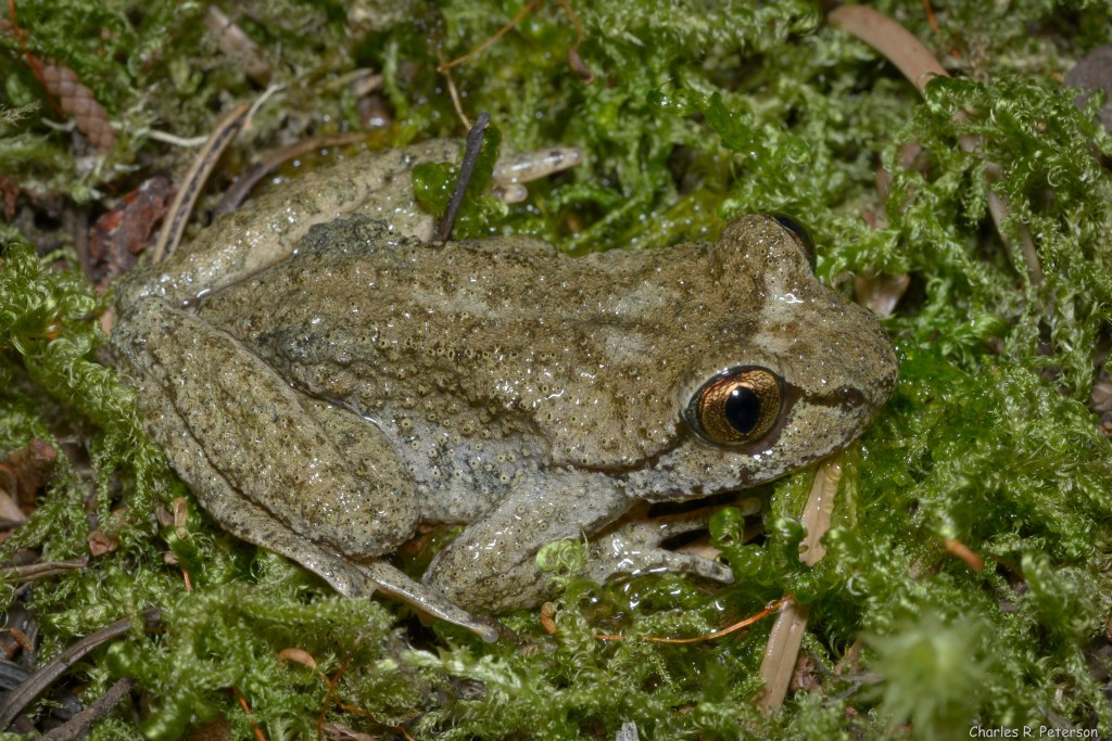 Oregon Frogs and Toads – The Frog Lady