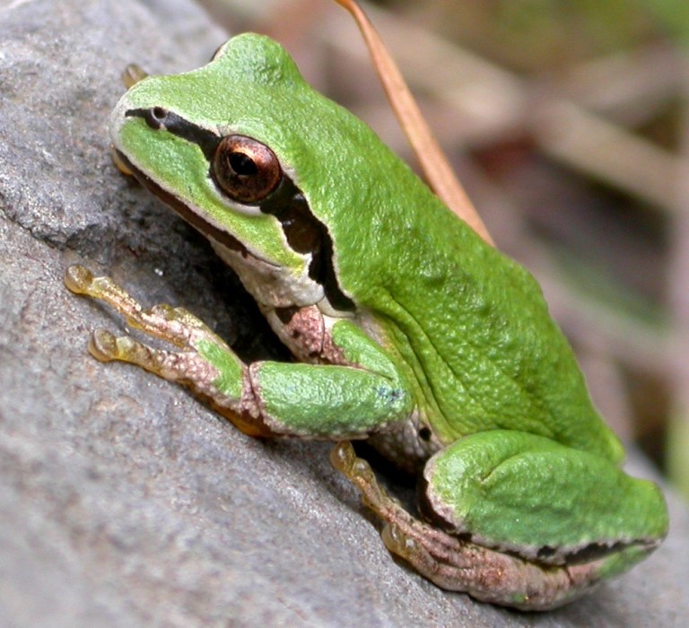 Utah Frogs and Toads – The Frog Lady