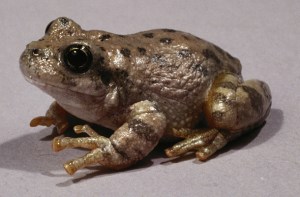 Colorado Frogs and Toads – The Frog Lady