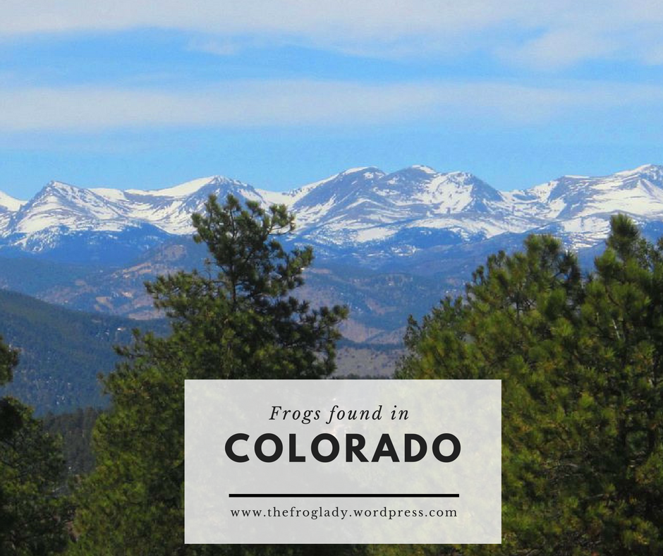 Colorado Frogs and Toads – The Frog Lady