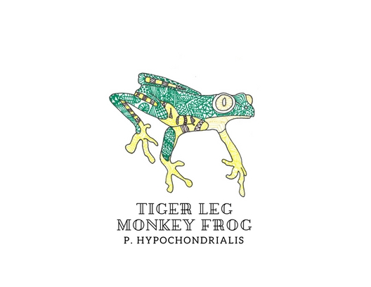 Tiger Leg Monkey Frog – P. hypochondrialis – The Frog Lady