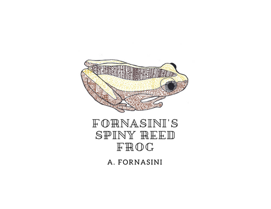 Fornasini’s Spiny Reed Frog – A. Fornasini – The Frog Lady