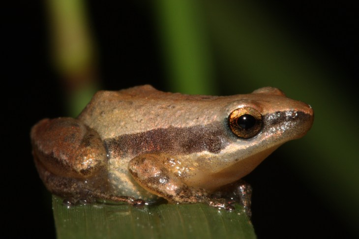 South Carolina Frogs and Toads – The Frog Lady