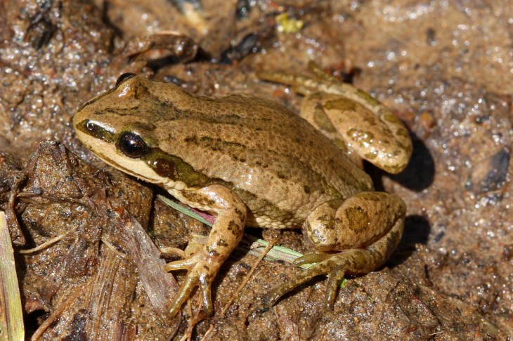 Frogs and Toads found in Missouri – The Frog Lady