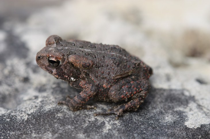 Frogs and Toads found in Missouri – The Frog Lady