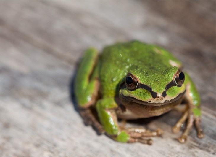 Frogs of Idaho – The Frog Lady