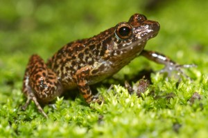 Texas Frogs – The Frog Lady