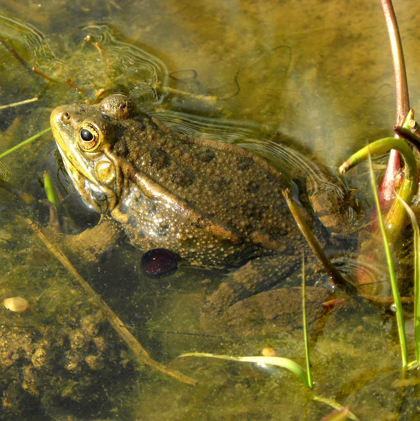 Oklahoma Frogs and Toads – The Frog Lady