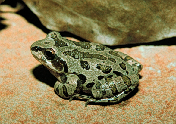 Frogs and Toads found in Missouri – The Frog Lady