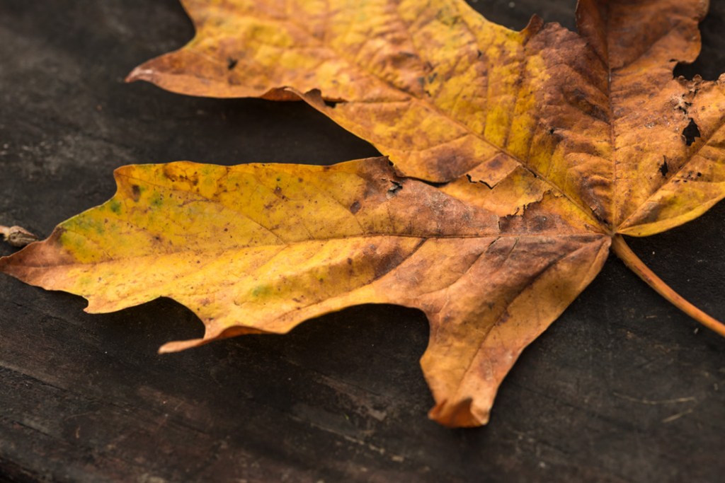 Types of leaf litter for Terrariums – The Frog Lady