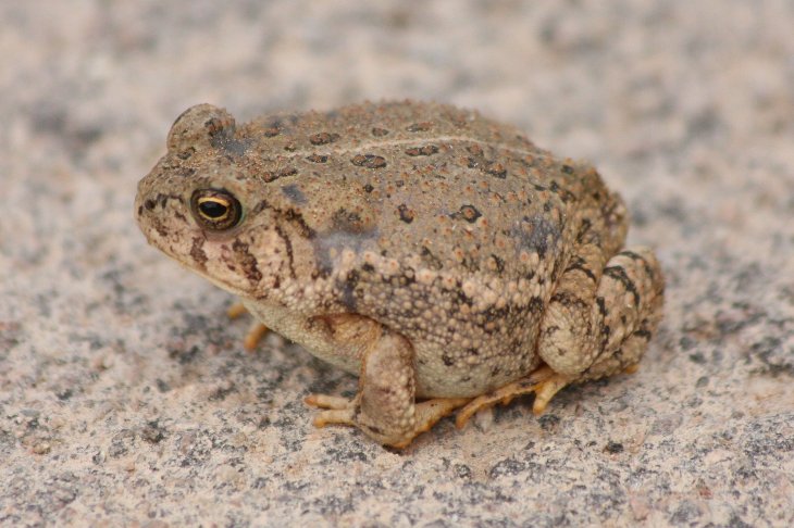 Washington Frogs and Toads – The Frog Lady