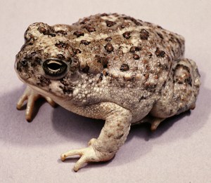 Arizona frogs and toads – The Frog Lady