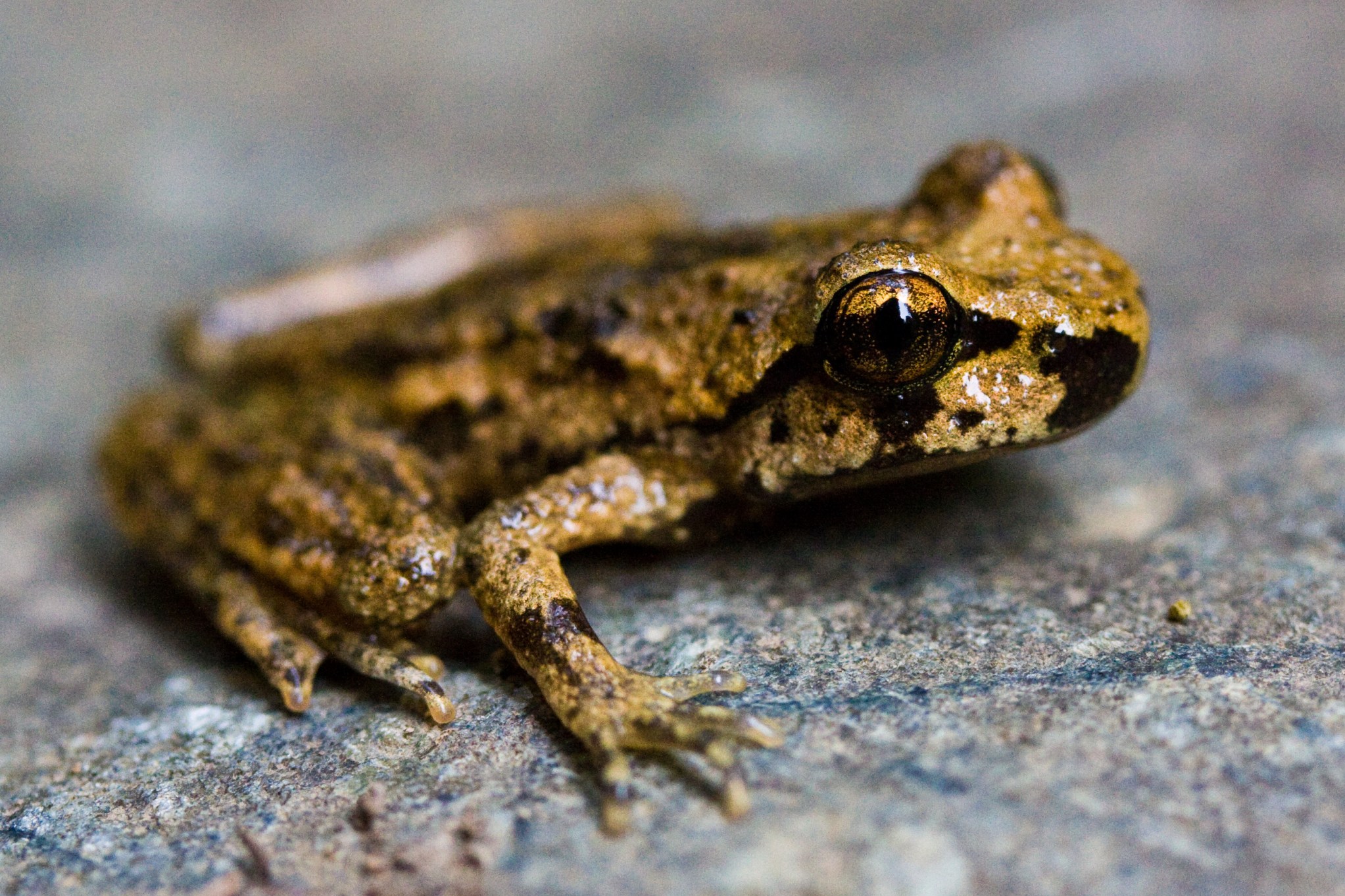 California Frogs and Toads – The Frog Lady