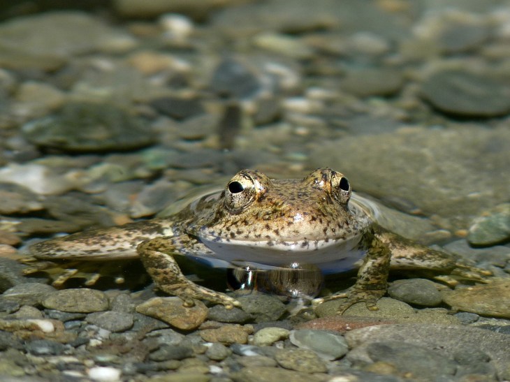 Oregon Frogs and Toads – The Frog Lady