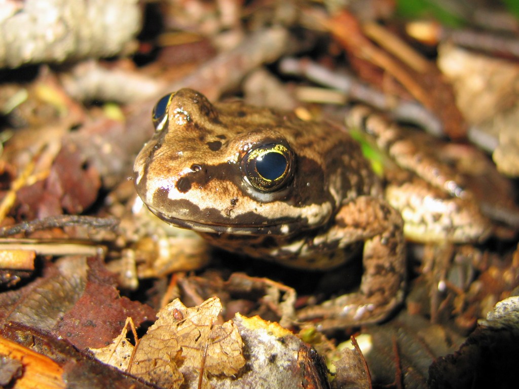 Oregon Frogs and Toads – The Frog Lady