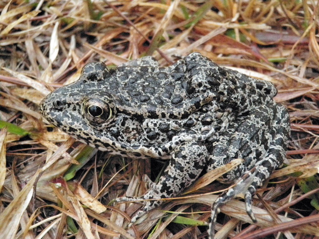 Georgia Frogs and Toads – The Frog Lady
