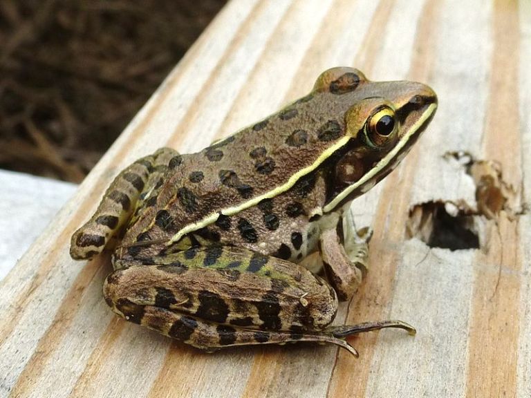 Tennessee Frogs and Toads – The Frog Lady