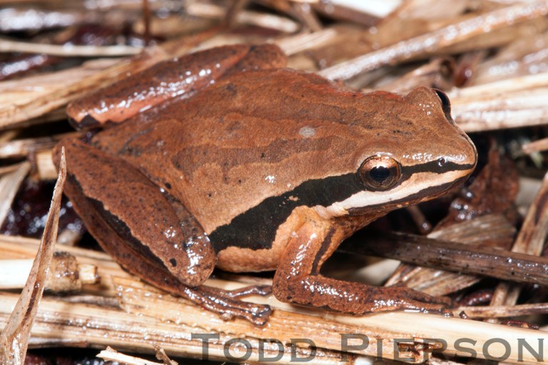 Georgia Frogs and Toads – The Frog Lady