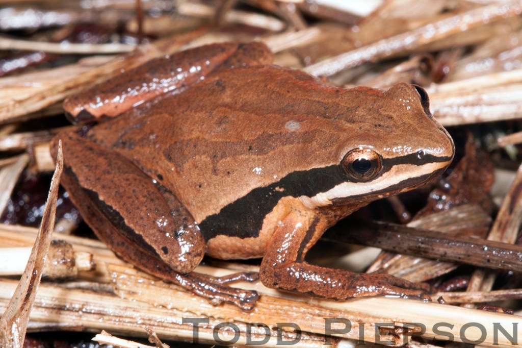 North Carolina Frogs and Toads – The Frog Lady